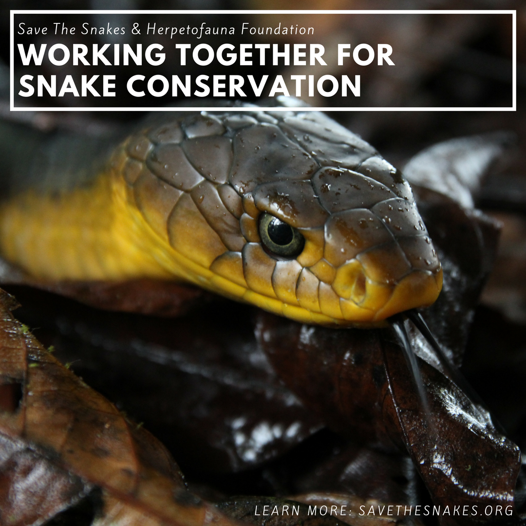 Save-The-Snakes-Herpetofauna-Foundation – Save The Snakes