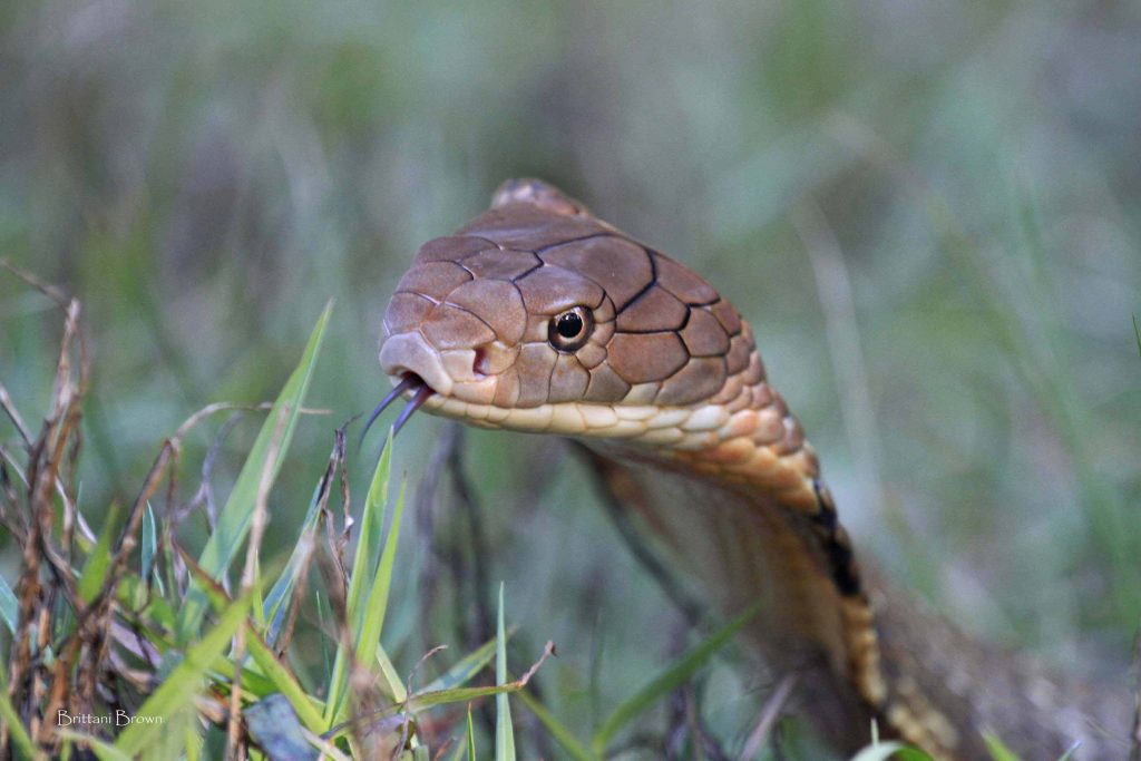 Programs - Save The Snakes