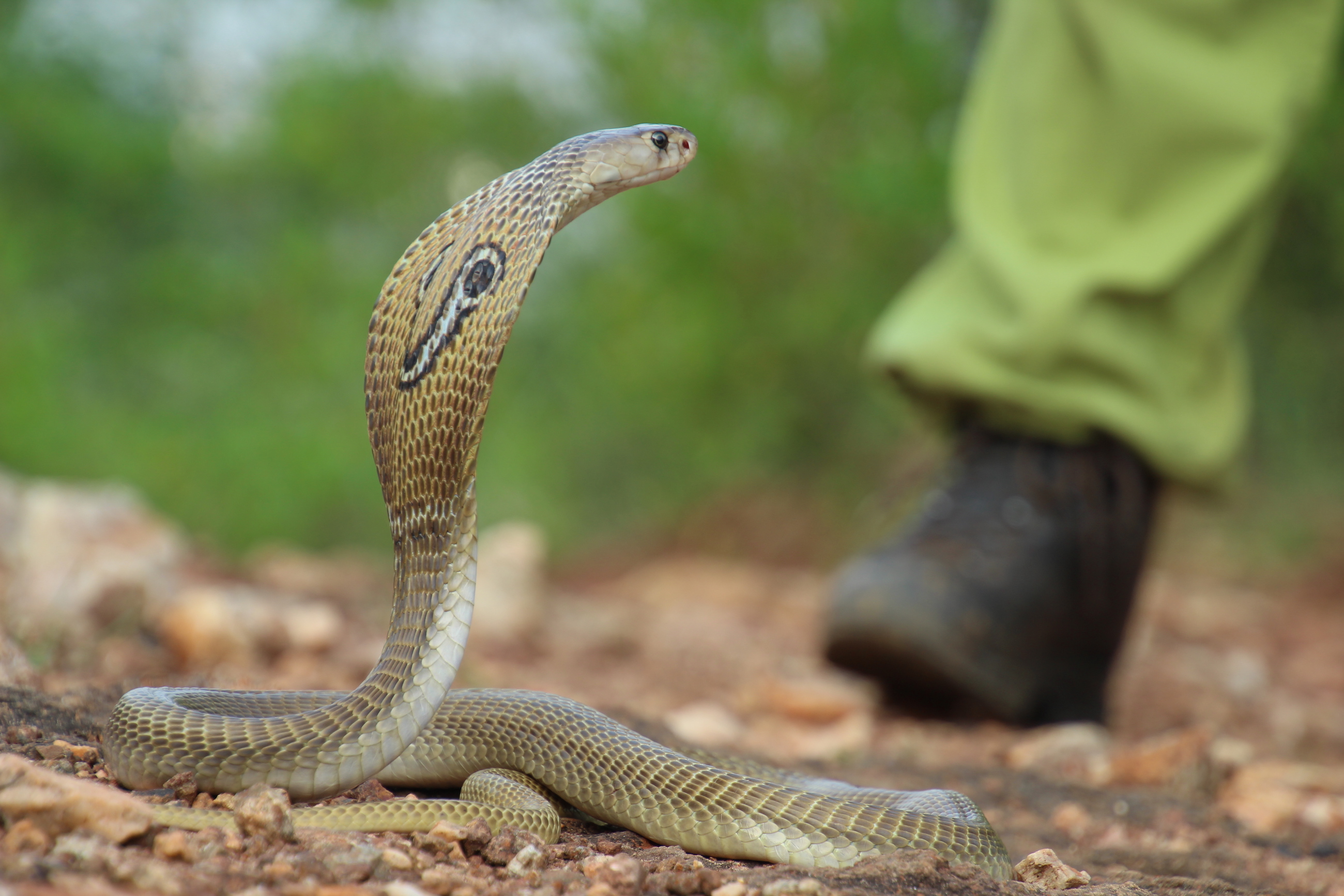Snake Identification - Save The Snakes