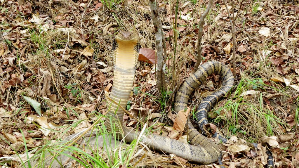 Researchers Update King Cobra Distribution in Nepal - Save The Snakes