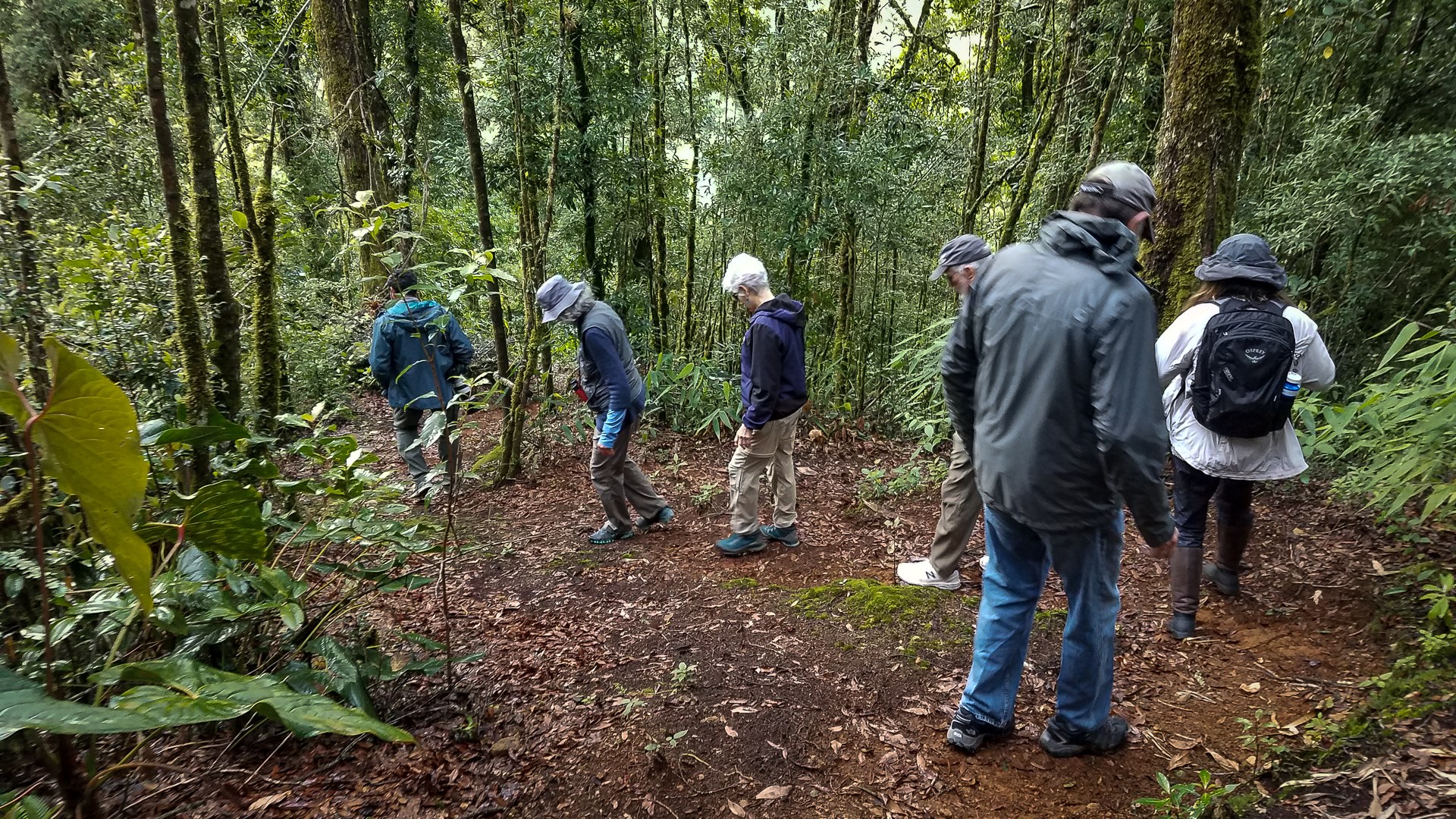 Americas - Save The Snakes