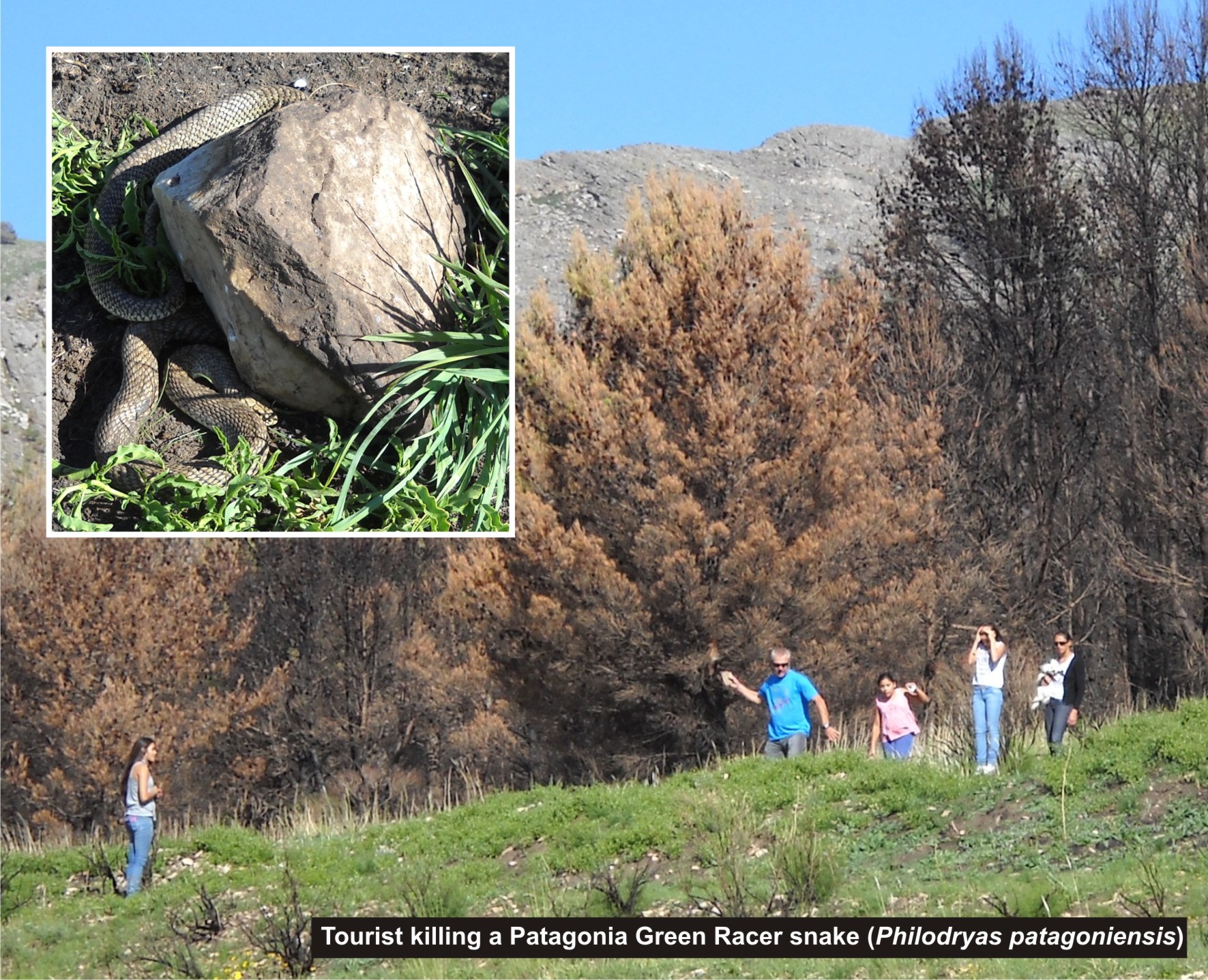 Why can we be friends: a snake’s conservation & education initiative in ...