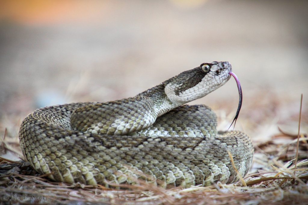 Snakes are Important, Let's Save Them Together - Save The Snakes