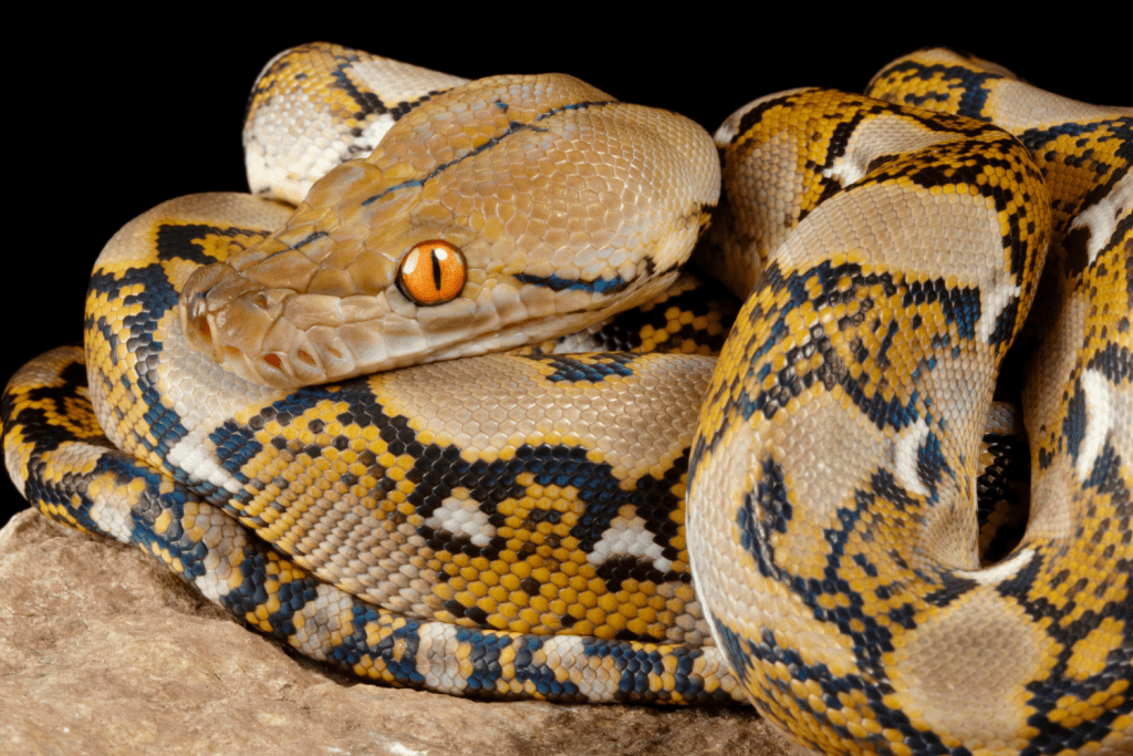 Memberships - Save The Snakes