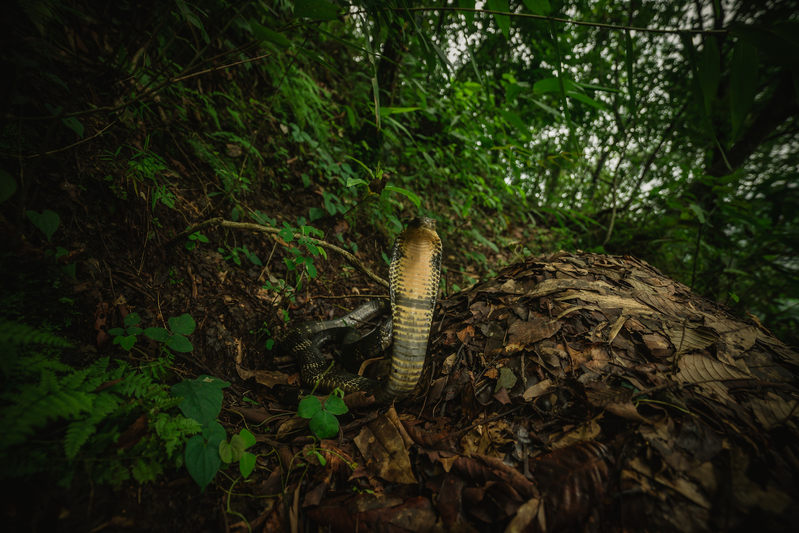 One in Five Reptiles is Threatened with Extinction - Save The Snakes