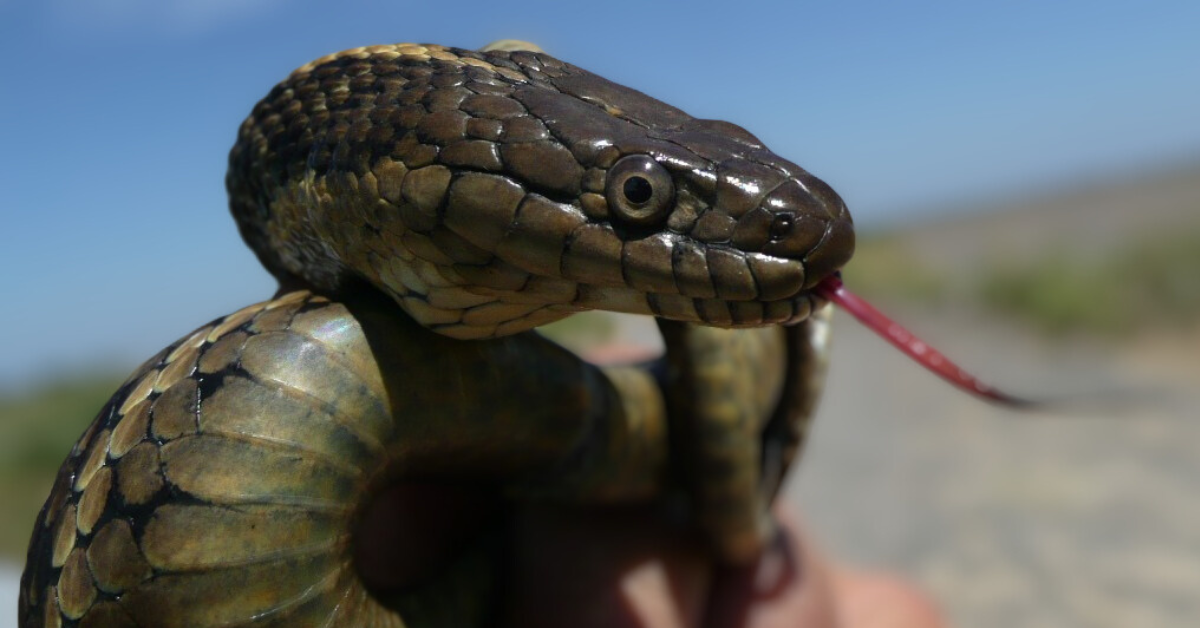 A Conservation Victory: The Giant Gartersnake is Officially California ...