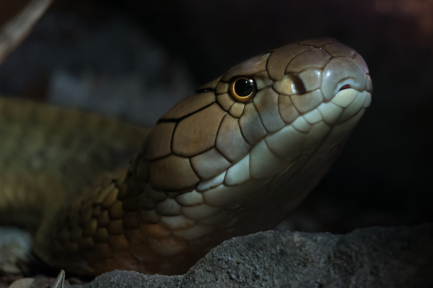 King Cobra Family Gets Bigger! Researchers Discover New Species - Save ...