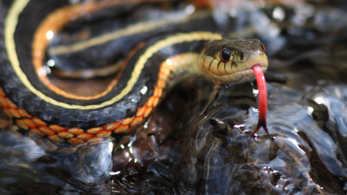 Spring is here... are you ready for snake season? - Save The Snakes