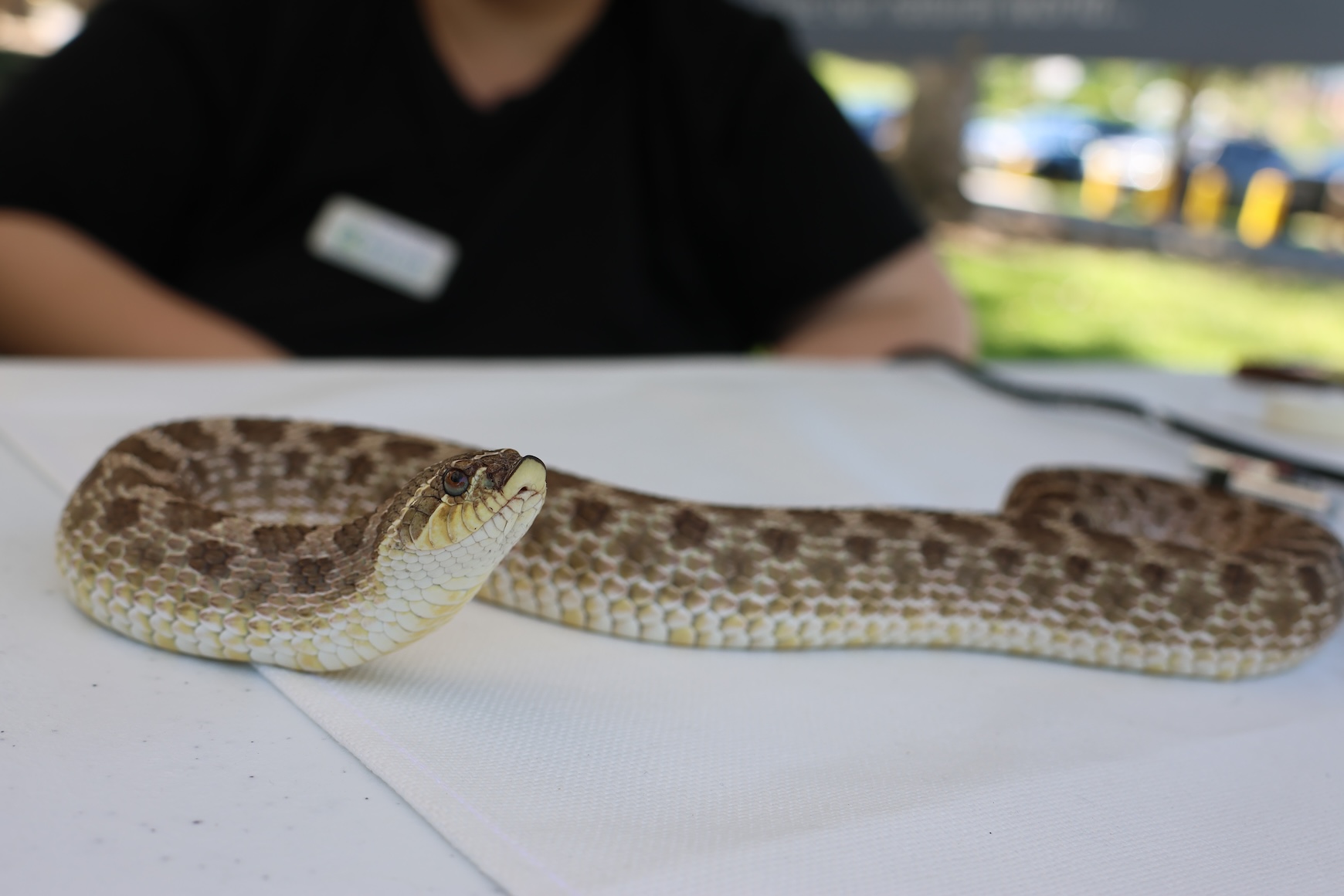 Sacramento Snake Festival - Save The Snakes