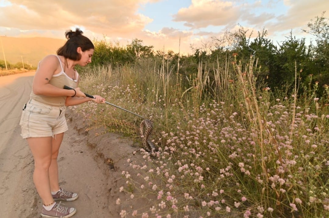 Mitigating Human-Snake Conflict in the Argentinean Pampas - Save The Snakes