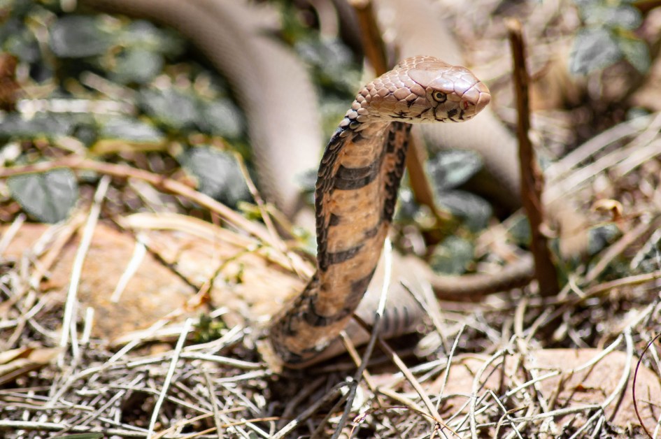 From volunteer to conservation manager: An exciting new chapter for Save The Snakes - Save The ...