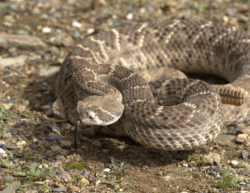 Sponsor Johnny Cash: A Symbolic Snake Adoption - Save The Snakes