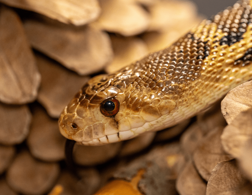 Adopt a Pacific Gophersnake - Save The Snakes