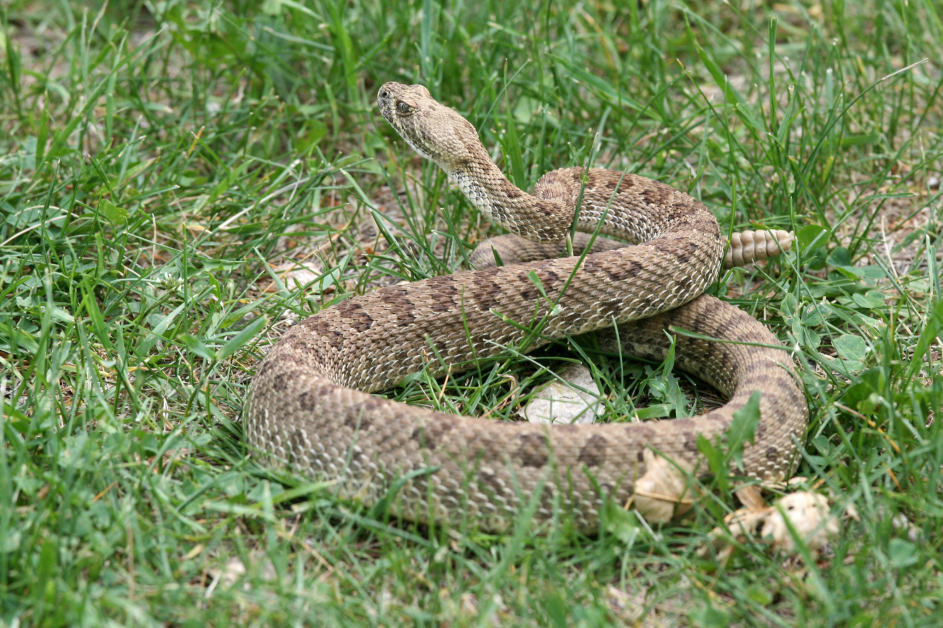 Stay Cool, Stay Safe: Understanding Snake Behavior in Hot Weather 🐍☀️ ...