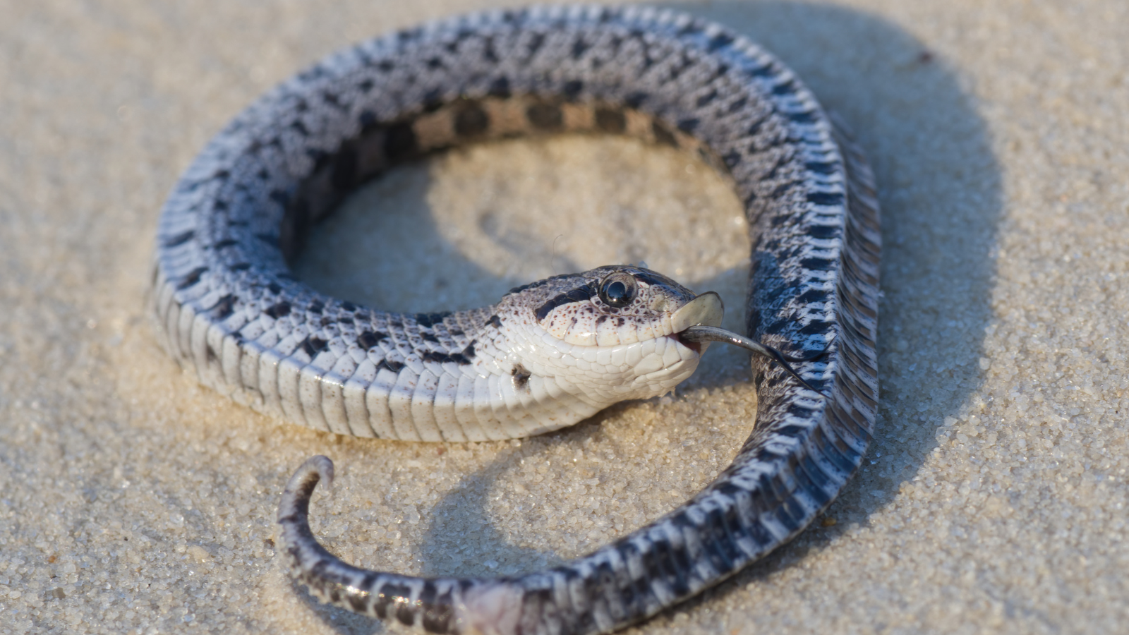 Urgent Call to Action: Help Save the Southern Hognose Snake - Save The ...