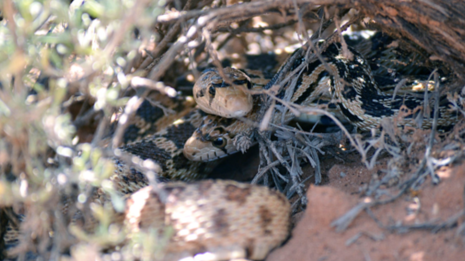 Understanding Snake Behavior in Cold Weather - Save The Snakes